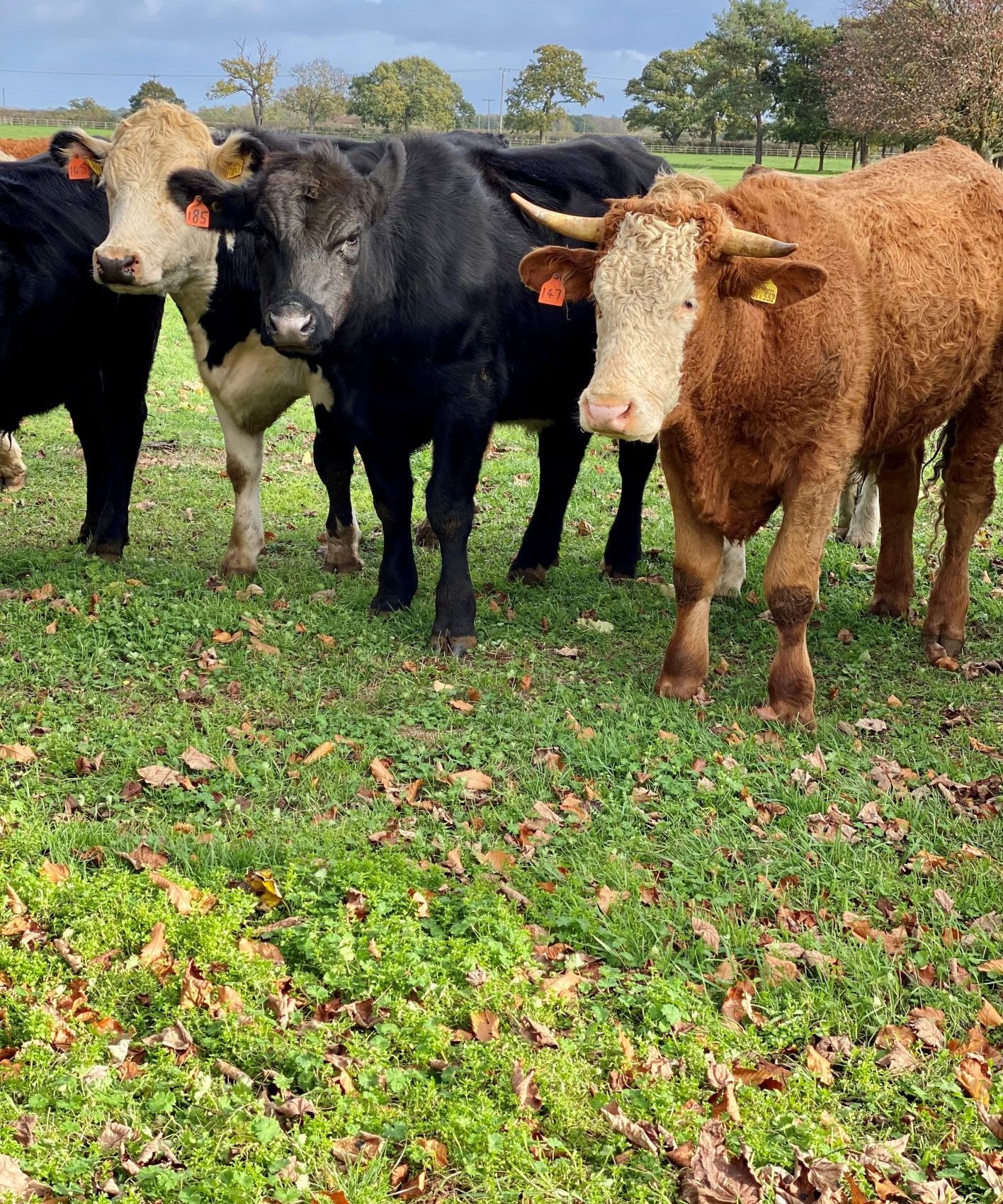 Autumn Farm Staff Walk at Tetworth Hall Estate - Hardcastle Burton